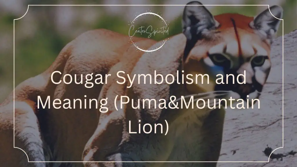 Cougar Symbolism and Meaning (Puma&Mountain Lion)