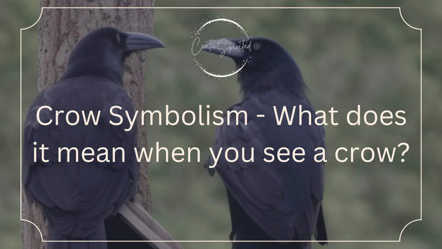 Crow Symbolism - What does it mean when you see a crow?