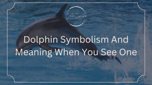 Dolphin Symbolism And Meaning When You See One