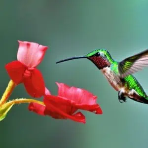 Hummingbird Symbolism - What Does It Mean When You See a Hummingbird?