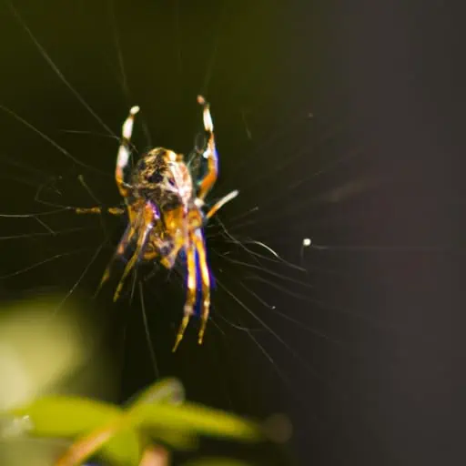 Spider Symbolism - Spiritual Meaning & Cultural Depictions