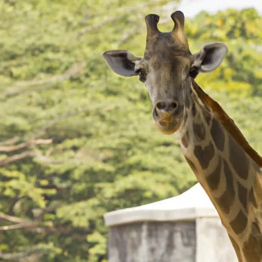 Giraffe Symbolism & Meaning - Spirit, Totem & Power Animal