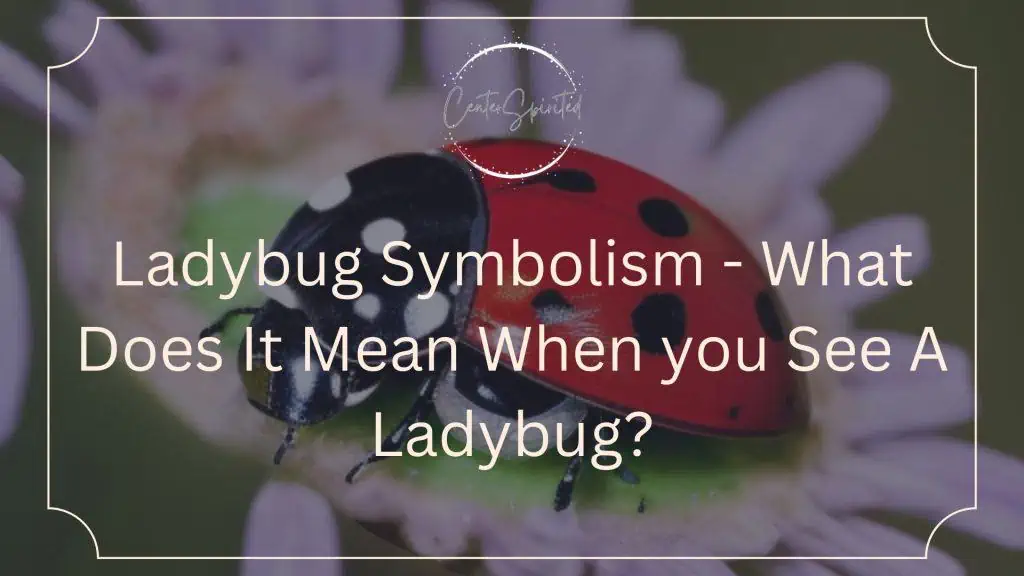 Ladybug Symbolism - What Does It Mean When you See A Ladybug?