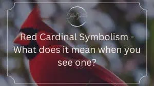 Red Cardinal Symbolism - What does it mean when you see one?