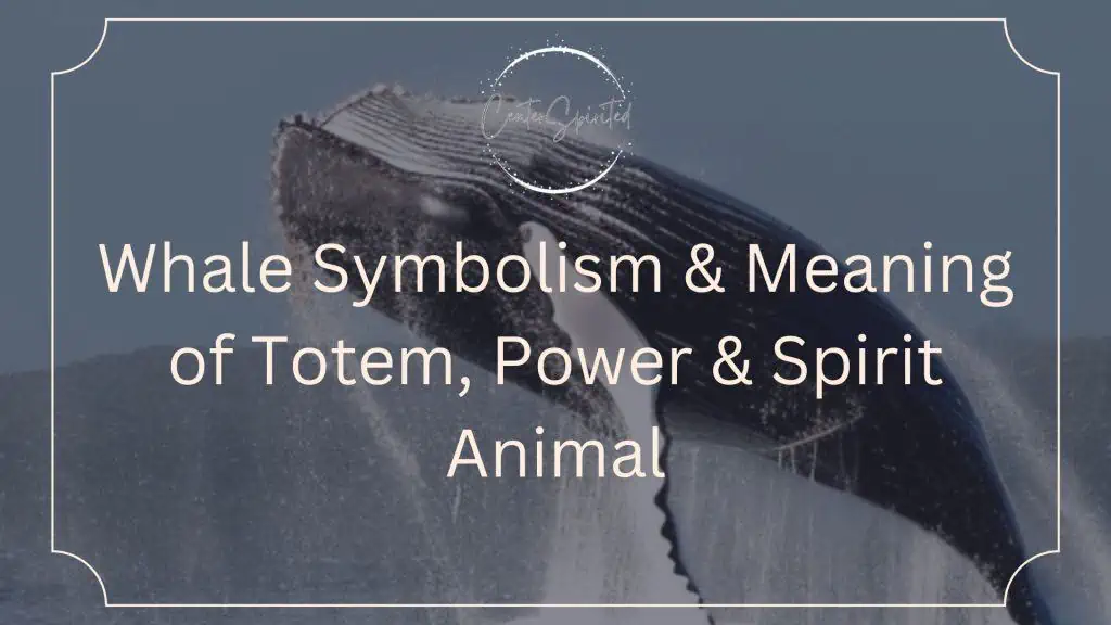 Whale Symbolism & Meaning of Totem, Power & Spirit Animal