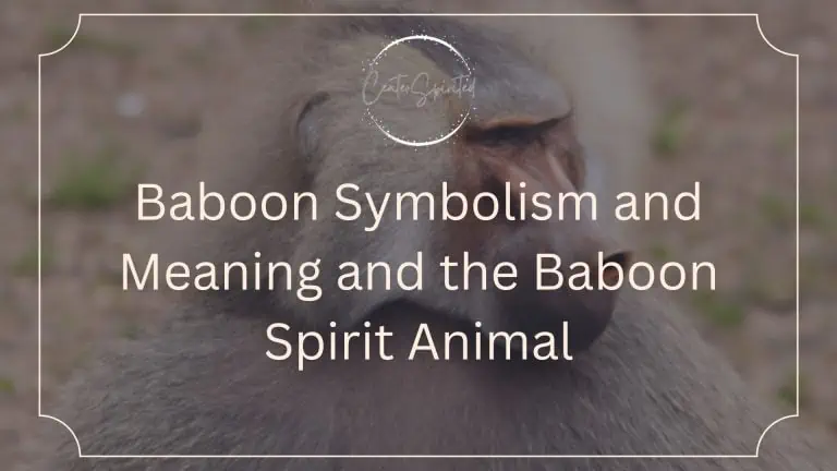 Baboon Symbolism & Spiritual Animal Meaning