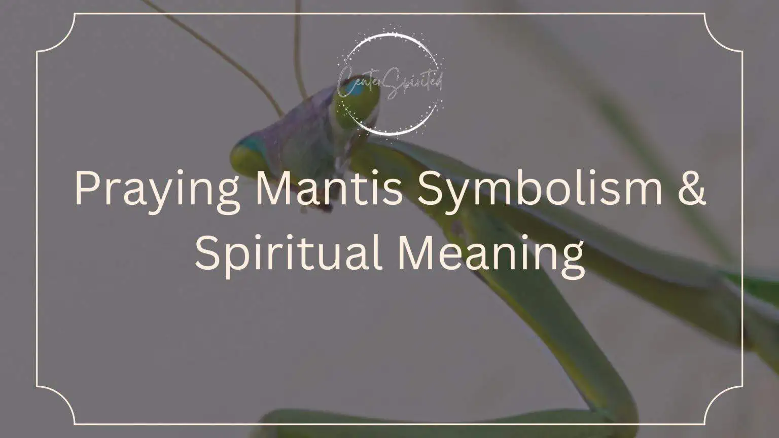 Praying Mantis Symbolism & Spiritual Meaning