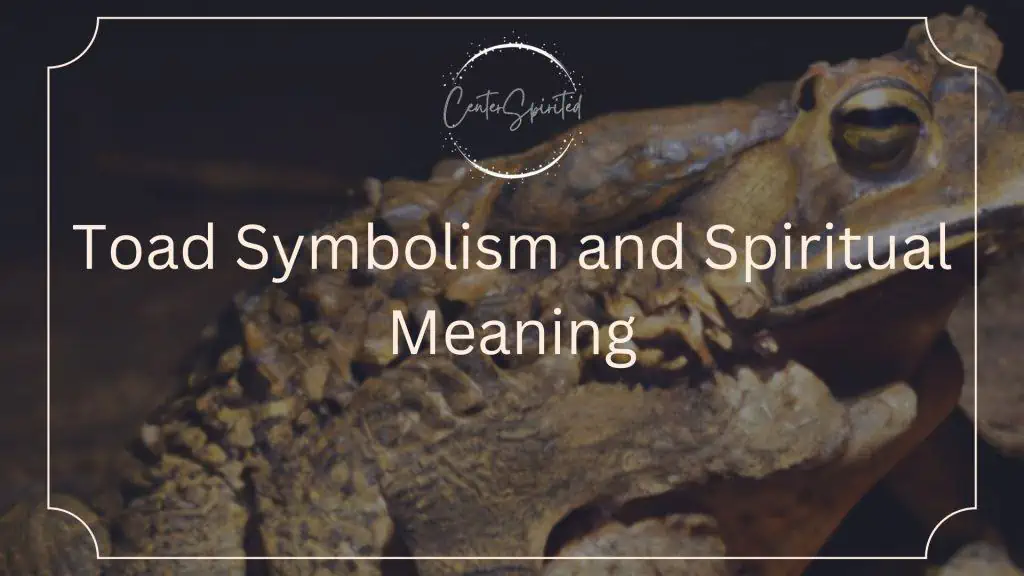 Toad Symbolism and Spiritual Meaning