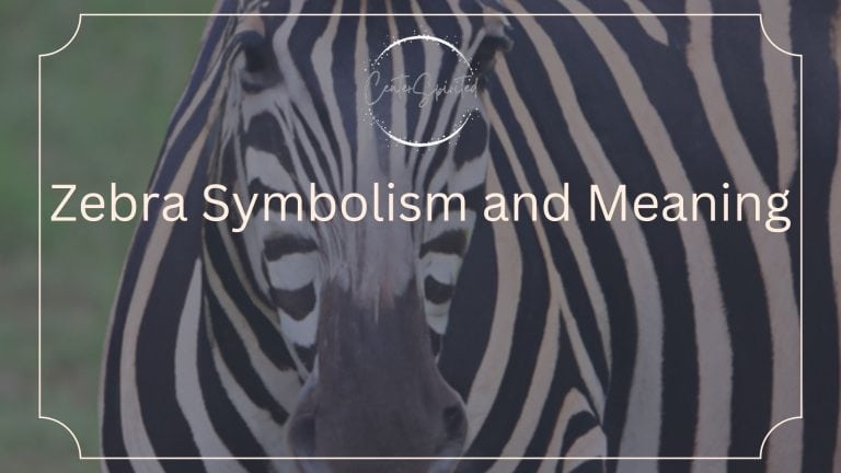 Zebra Symbolism and Meaning